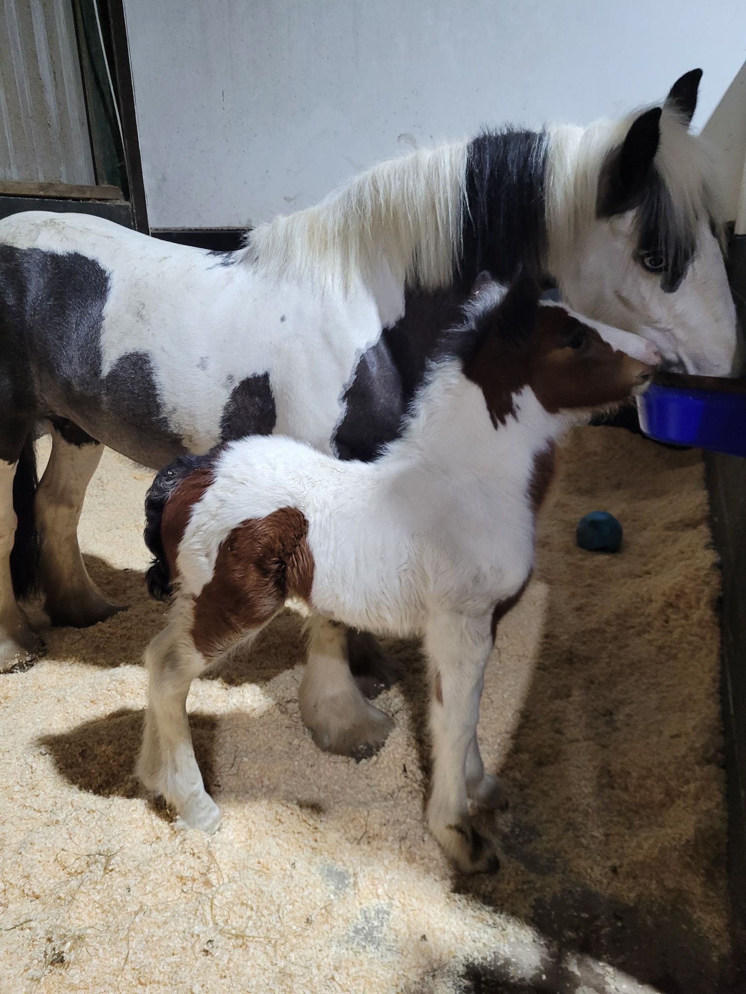 Rider gets the ‘shock of her life’ when she finds newborn foal in ...