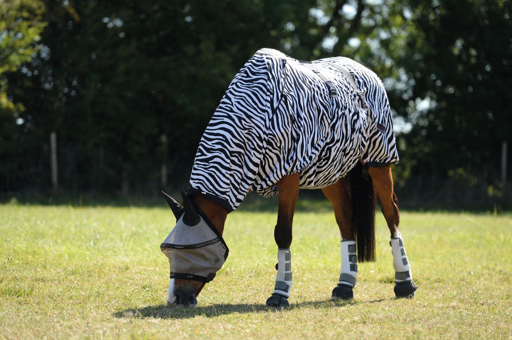 Buzz off: Buyer's guide to choosing a fly rug - Your Horse