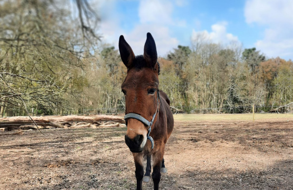 Mule transformed thanks to owner reaching out for support - Your Horse