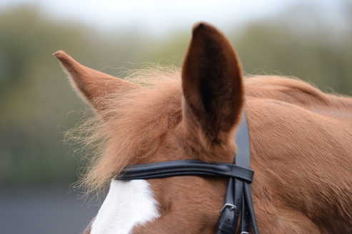 13 signs your horse is happy - Your Horse