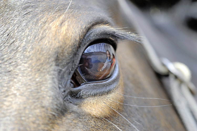 9 Ways to Help a Partially-sighted Horse - Your Horse