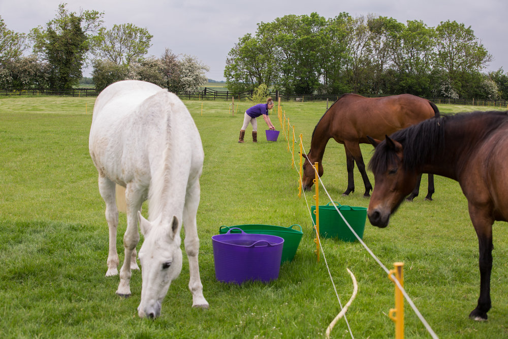 What fertiliser should you use on your horse's paddocks? - Your Horse