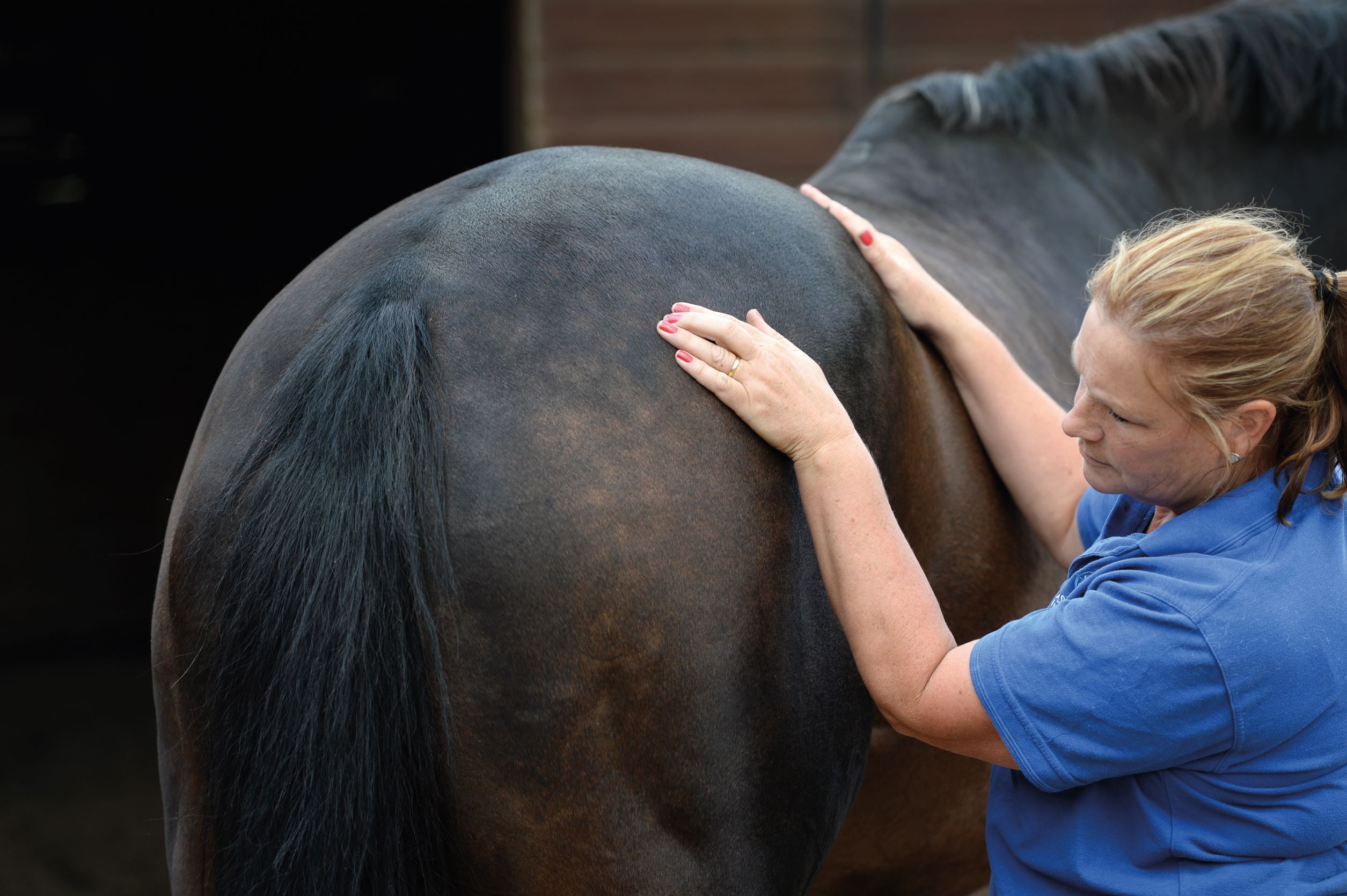 Expert explains the impact of obesity on a horse’s digestive health ...