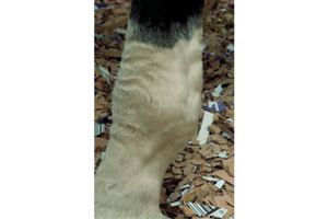 Common Leg Problems: Windgall - Your Horse