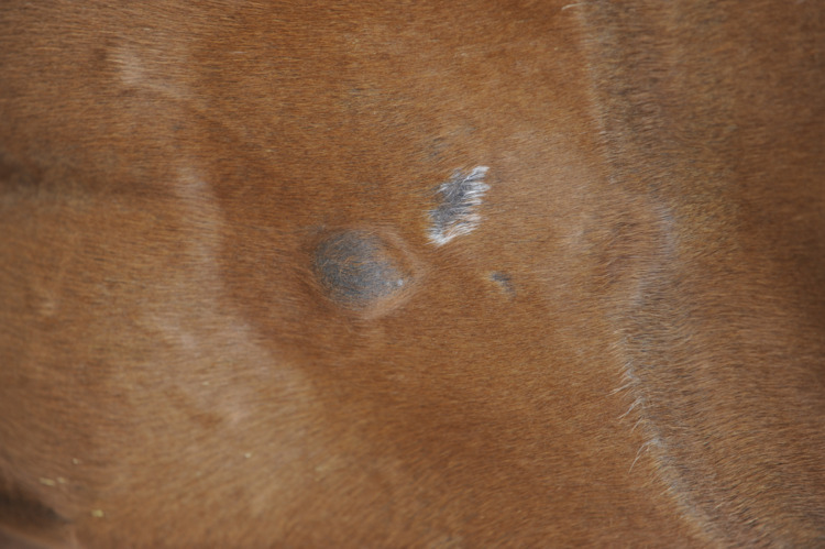 Vet explains how to identify and treat ringworm in horses - Your Horse