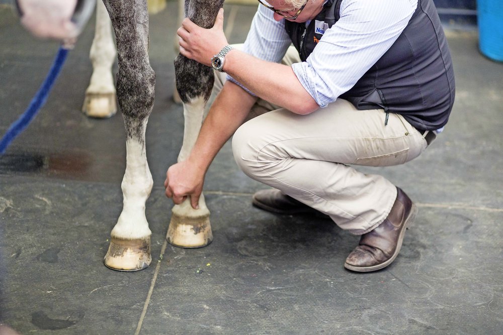 3 Signs of a Well-shod Foot - Your Horse