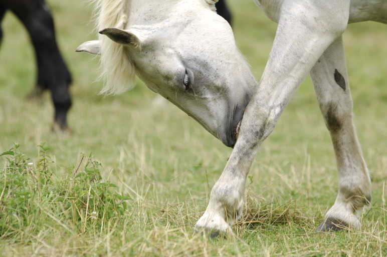 Common horse skin conditions shown in pictures - Your Horse