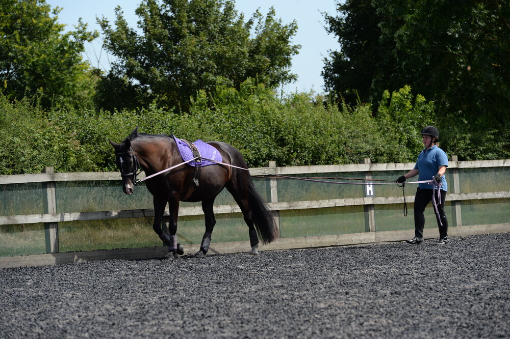 Everything you need to know to get started with long-reining - Your Horse