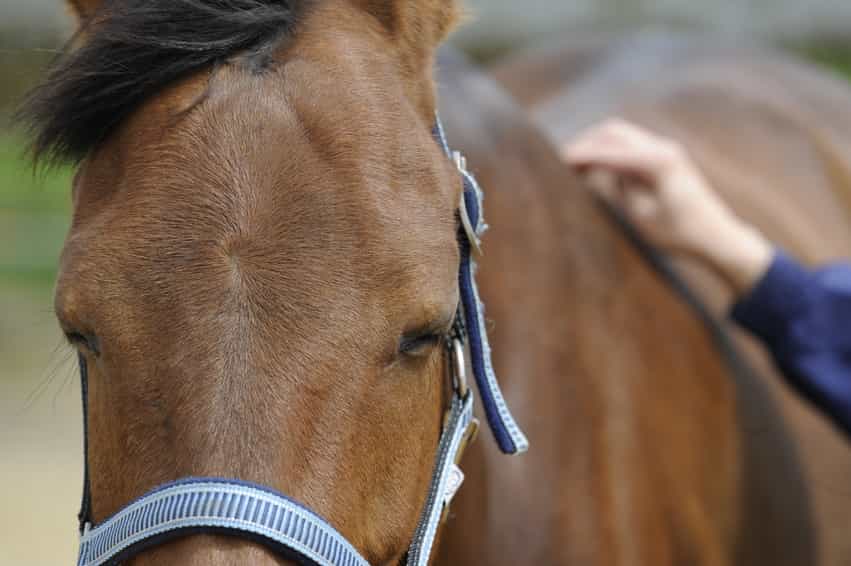 15 Ways to Keep Your Horse's Back Healthy - Your Horse