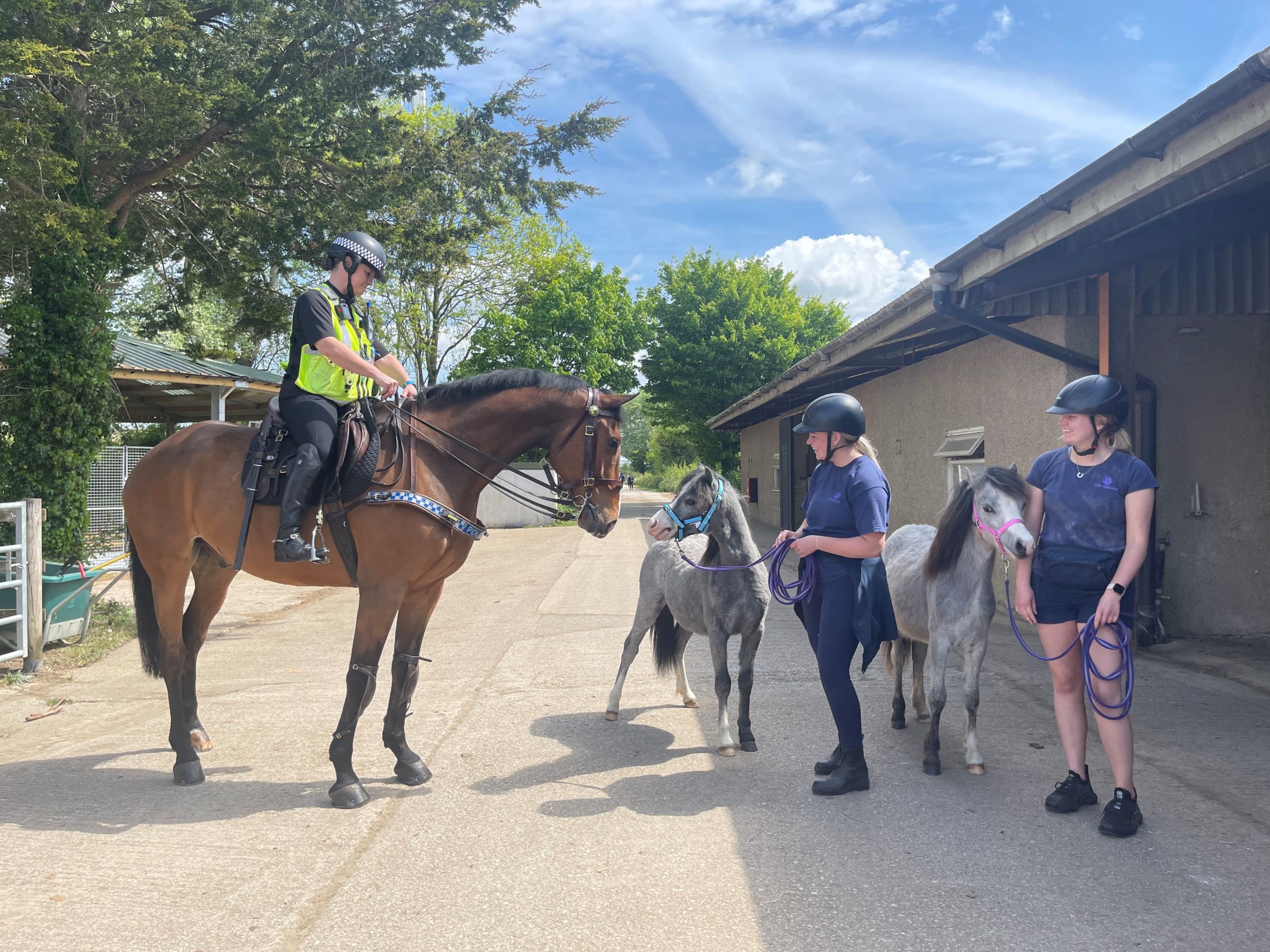 'Mischievous' young rescue ponies come face-to-face with the law - Your ...