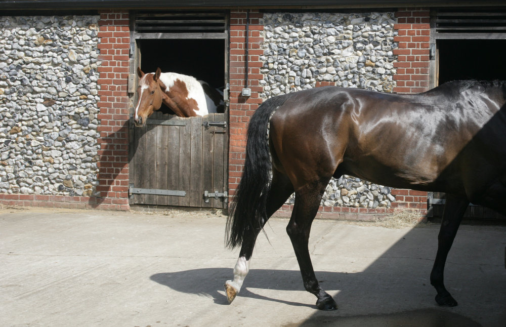 Moving yard? 10 ways to help your horse settle into his new ...