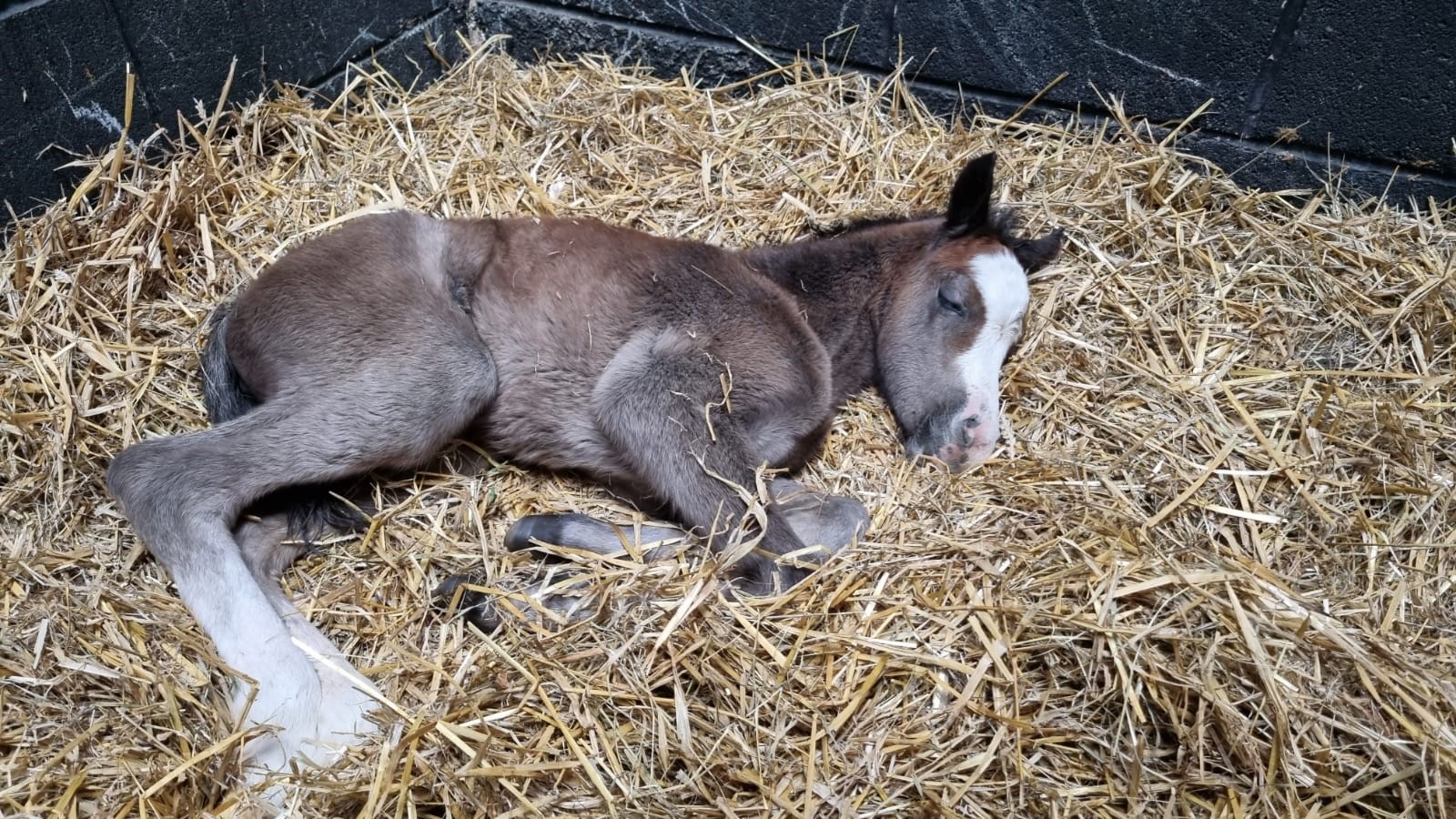 Exciting opportunity to name adorable rescue pony and foal - Your Horse
