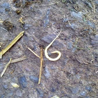 Pinworm Test Kit - Your Horse