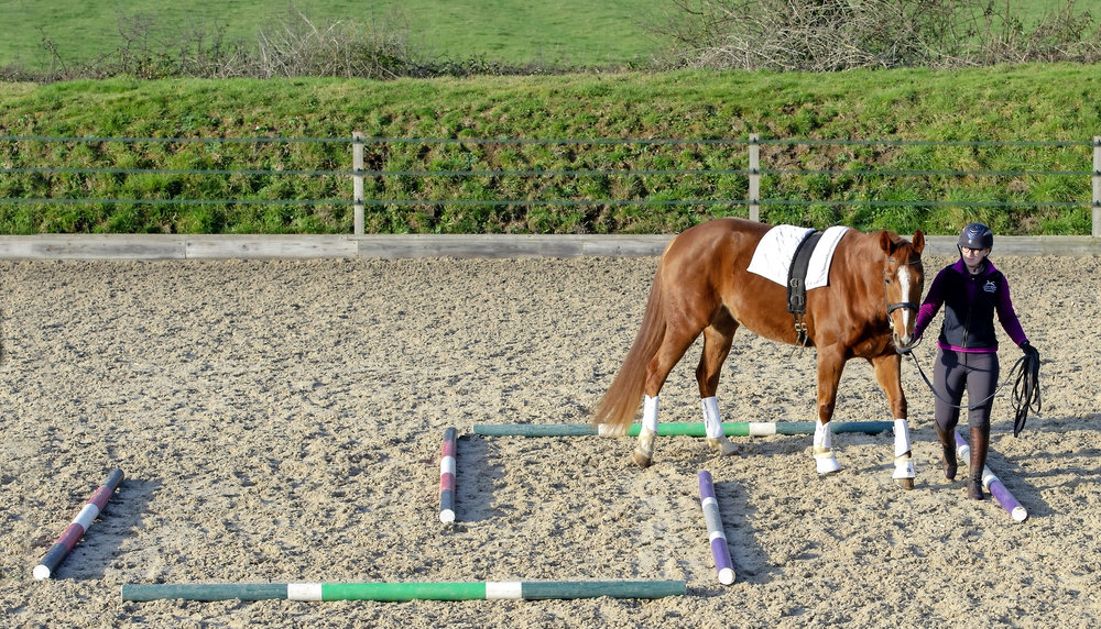 A-maze-ing Diy Physio Exercises for Your Horse - Your Horse
