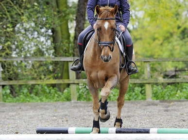 Four pole work exercises for a full winter workout - Your Horse