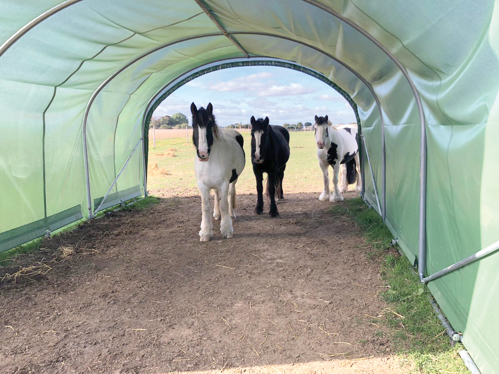 Rescue pony shelter appeal gets off to flying start - Your Horse