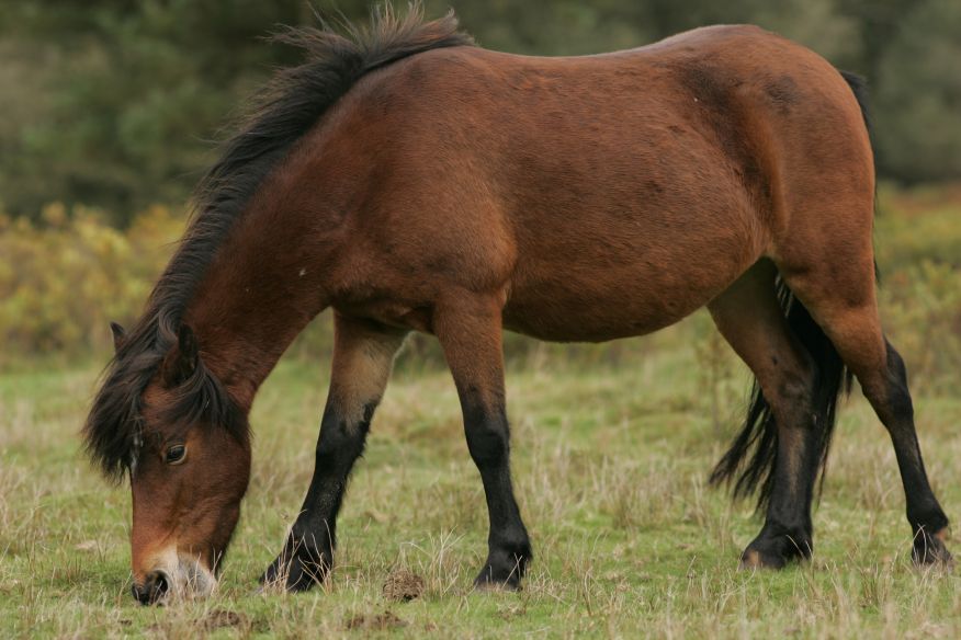 Signs, diagnosis and treatment of slobbers, a rare but unpleasant ...