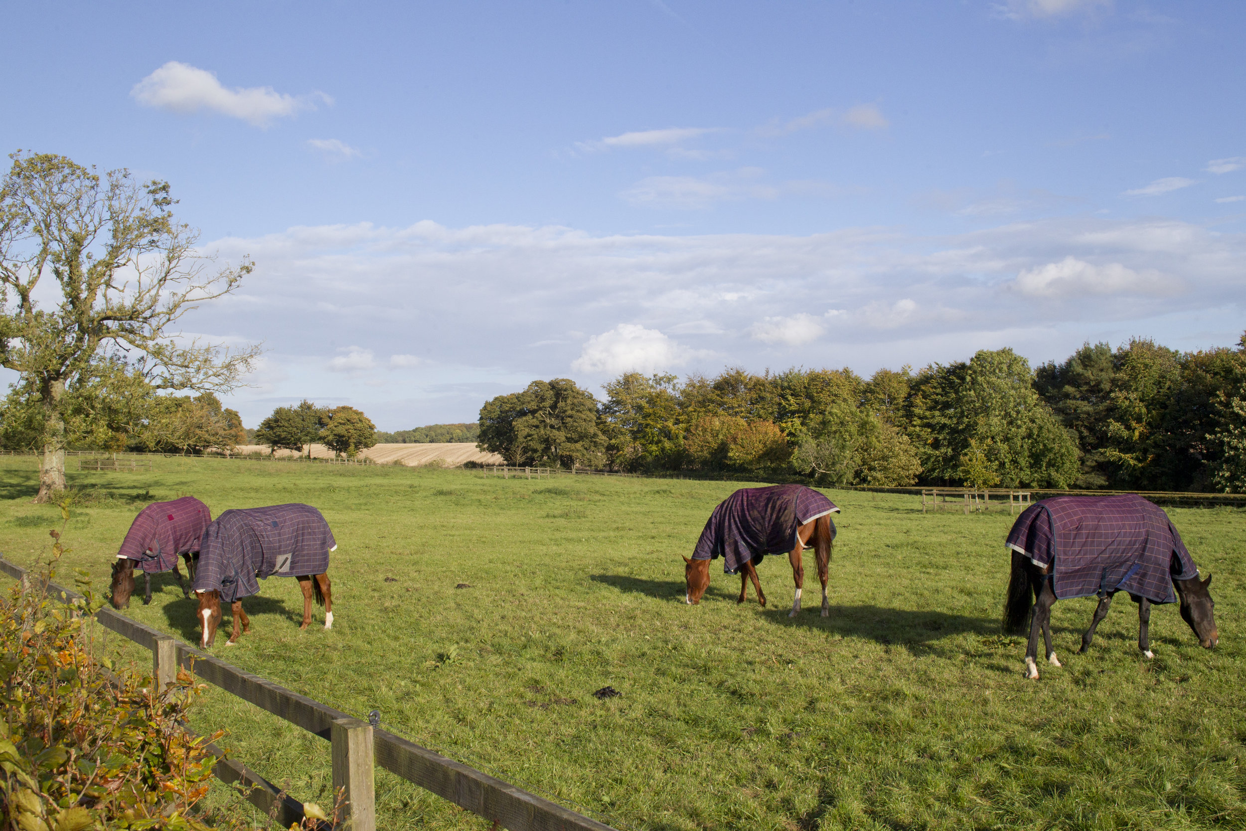 Equine grass sickness: all the latest on this killer disease - Your Horse