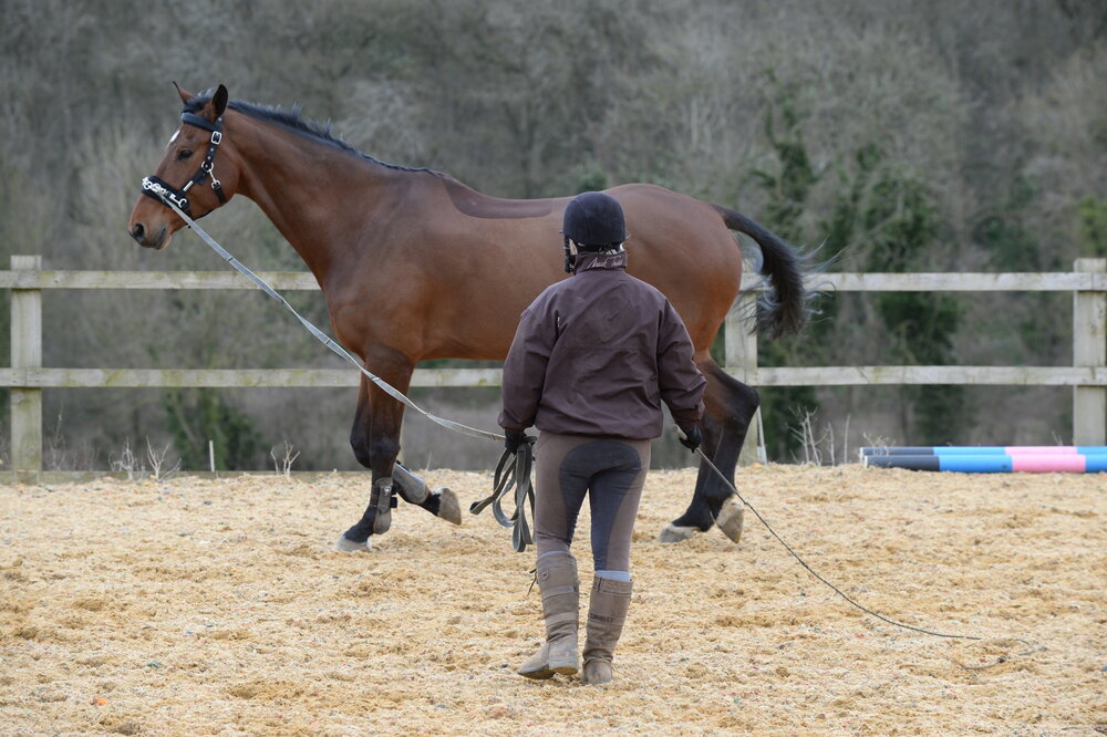 Shopping for a lunging cavesson: what to look for - Your Horse
