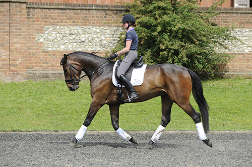 30-minute Flatwork Lesson - Your Horse