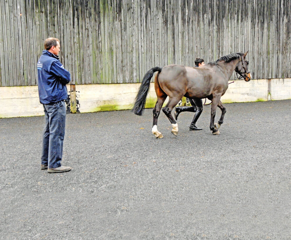 Splints: What They Are and How to Manage Them - Your Horse